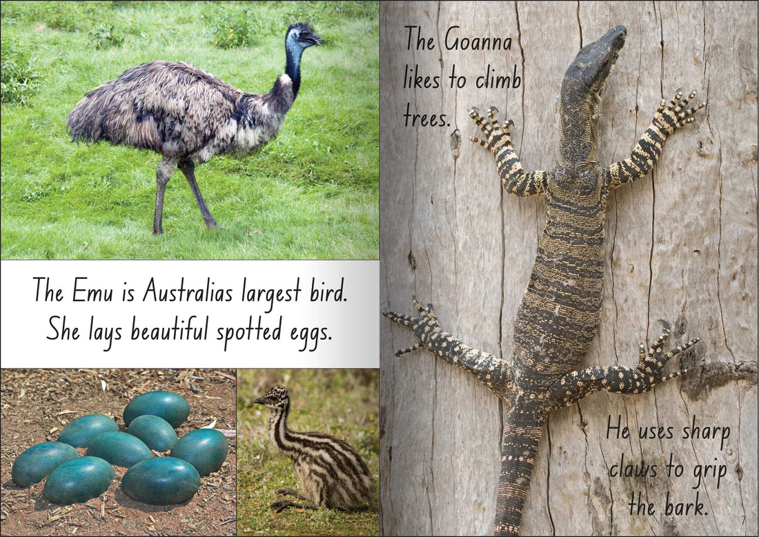 Let's Learn about Australian Animals Big Book – Indigenous Resources Online